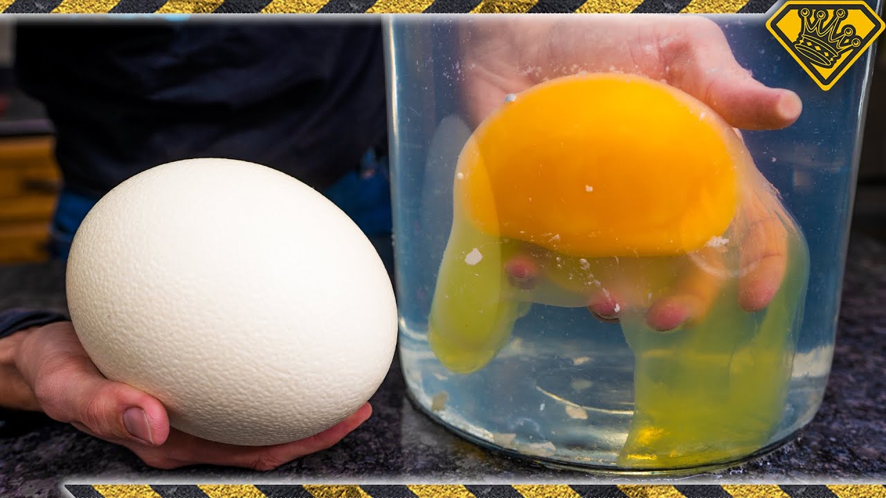 Letting the internet decide what to do with ostrich eggs