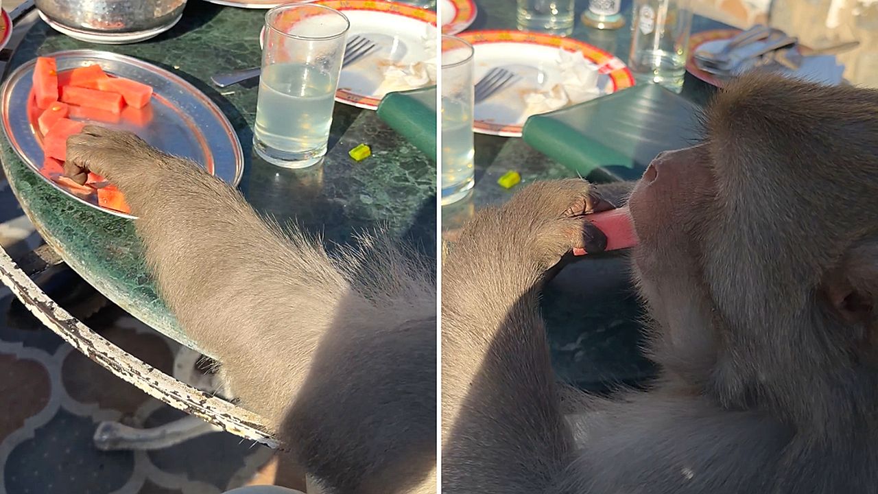 Monkey invades restaurant in India, steals man's breakfast