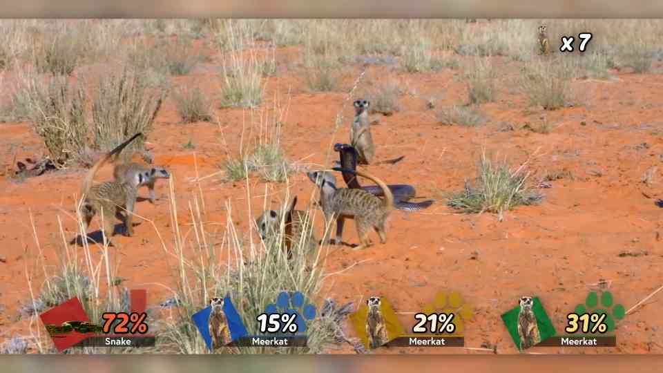Mongoose reflex speed compared to venomous snake strike time