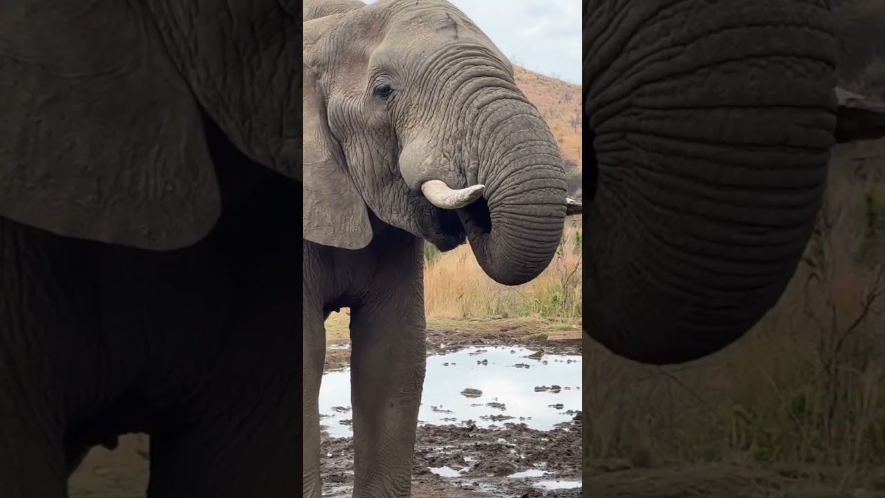 Thirsty African elephant drinks cool water from a muddy pond