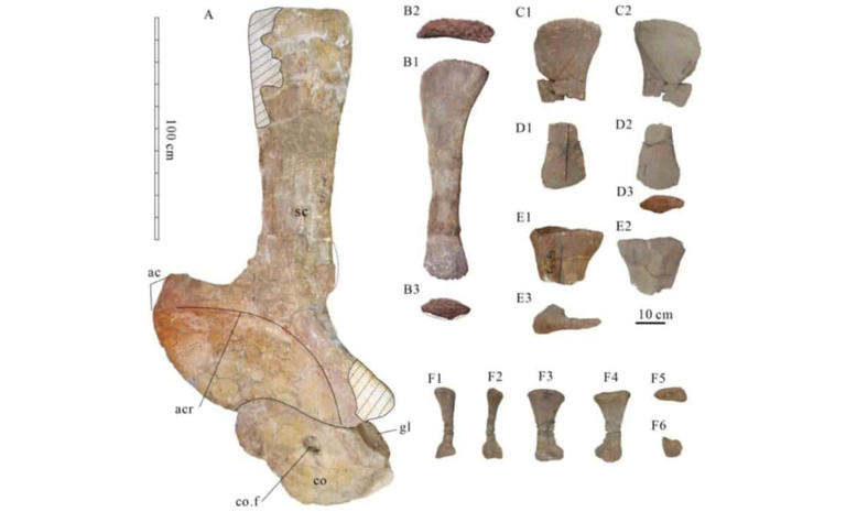 Construction workers in China accidentally unearthed a massive 92-foot ...