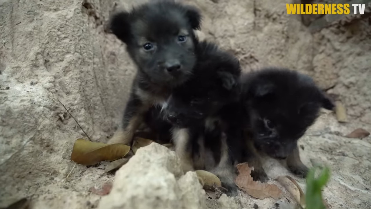 The poor shivering puppies slept on dirt until their hand-built shelter ...