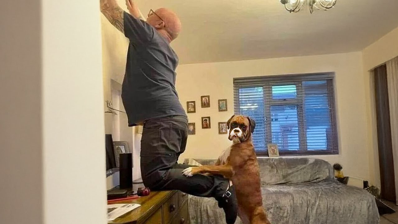 Comedian dogs are being truly hilarious with their humans