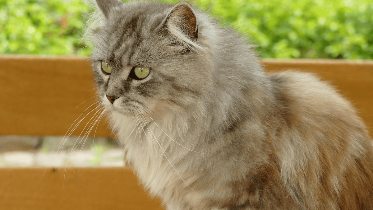 Does your cat hate you? A veterinarian lists the 6 clear signs