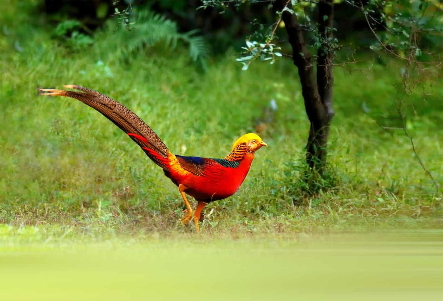 The golden pheasant has fiery and fabulous plumage