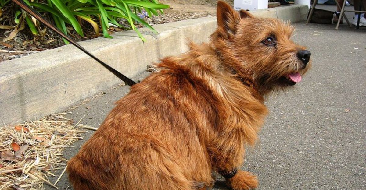"Demand barking is learned" arguments won't quit – 12 breeds owners ...