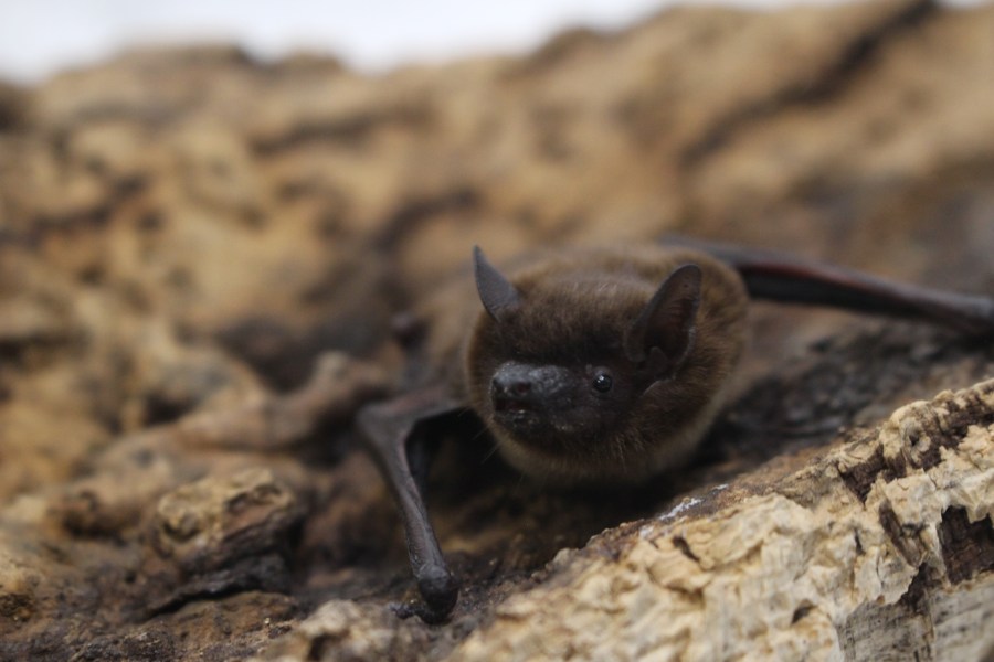 Rabid bat found in northeast Fort Collins, health officials say