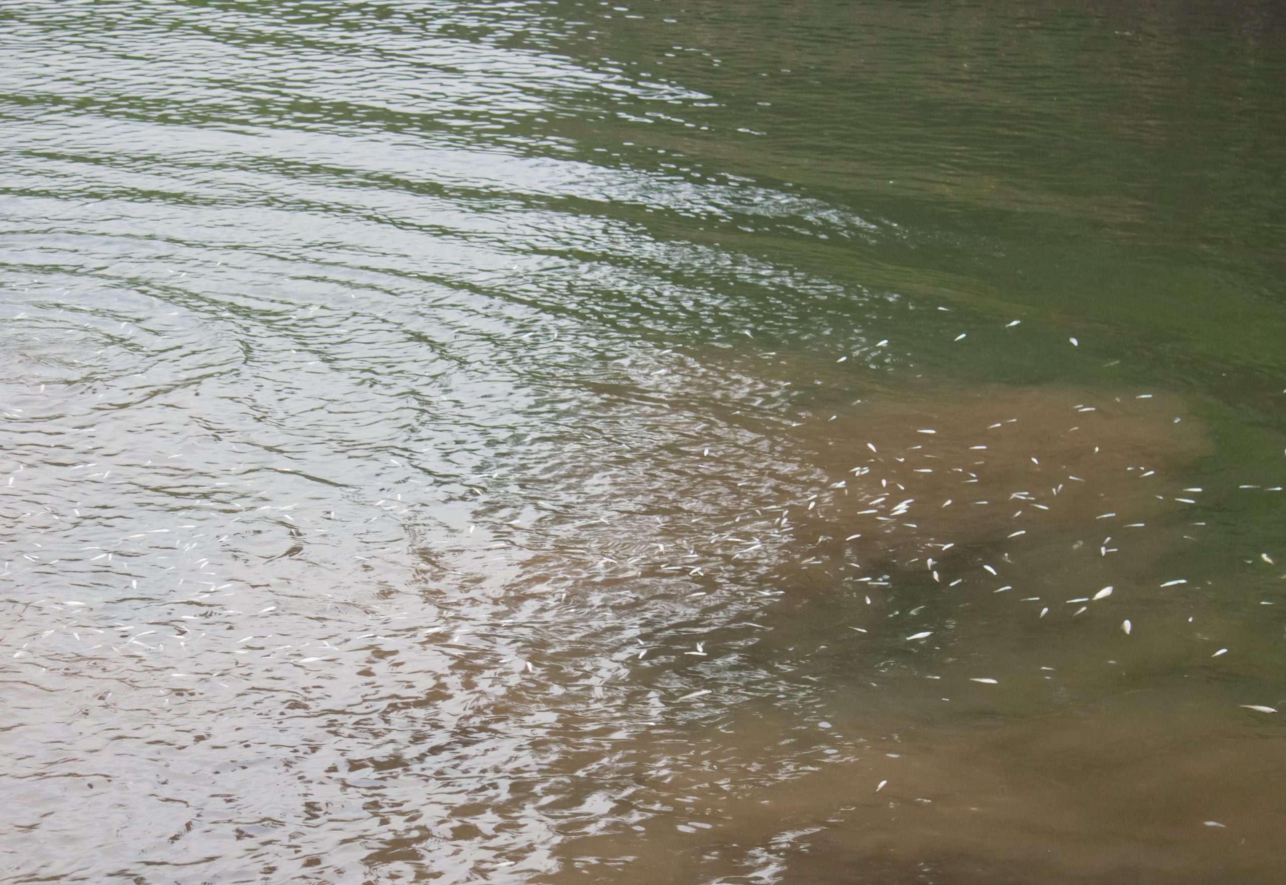 Deadly fishing method that destroys the environment