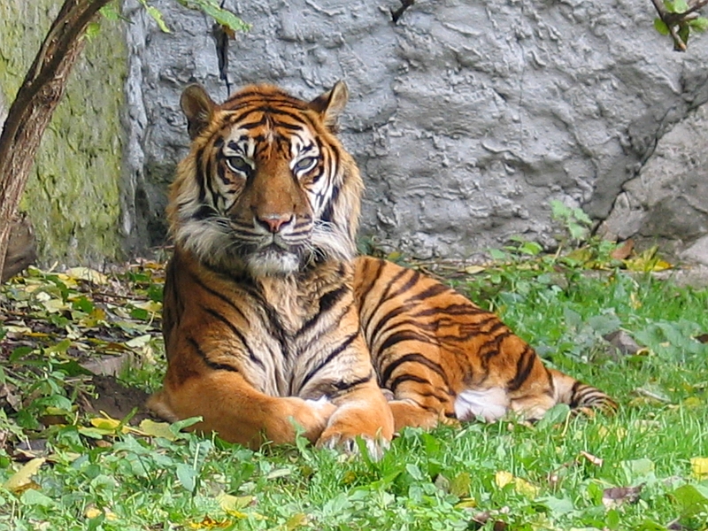 5 most powerful animals in the world