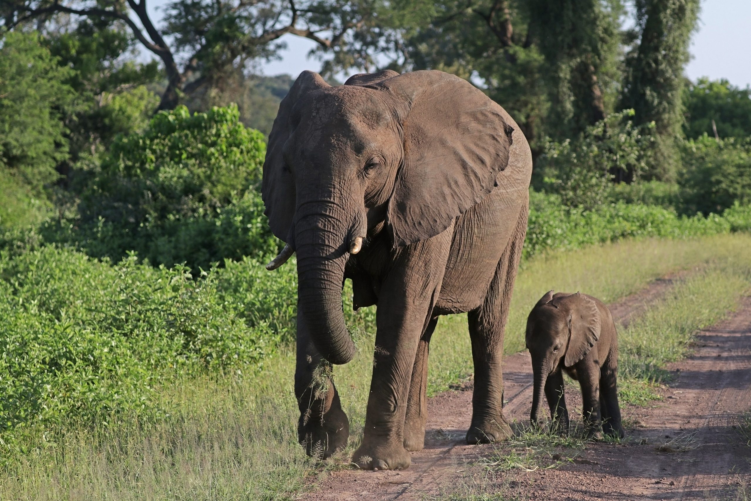 5 most powerful animals in the world