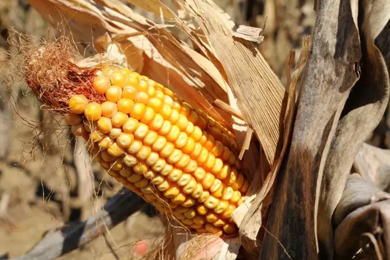 The silent soil crisis: Why America's farmland is losing fertility ...