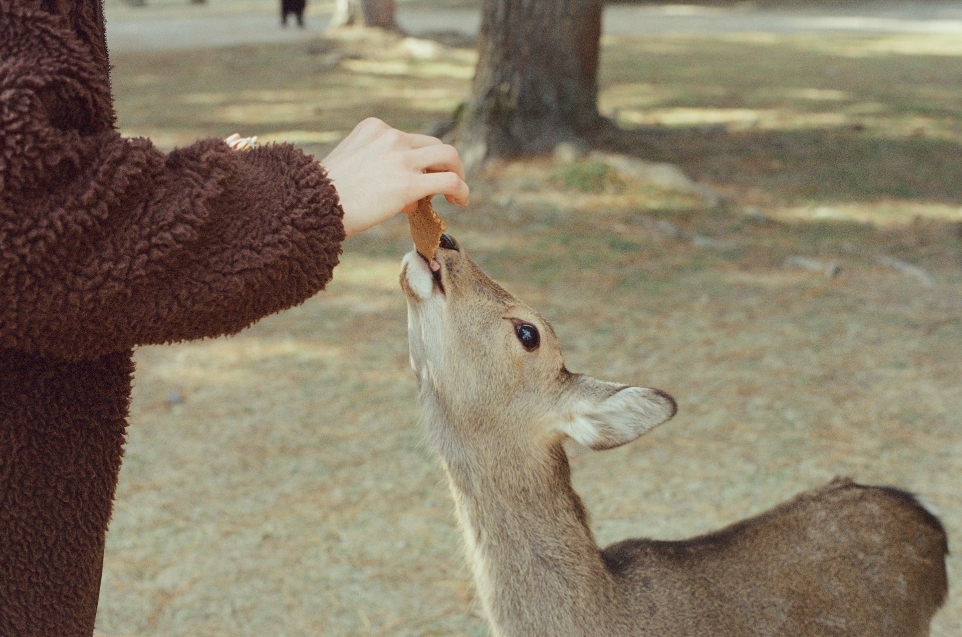 Touching or feeding wildlife can be illegal, and the consequences aren ...