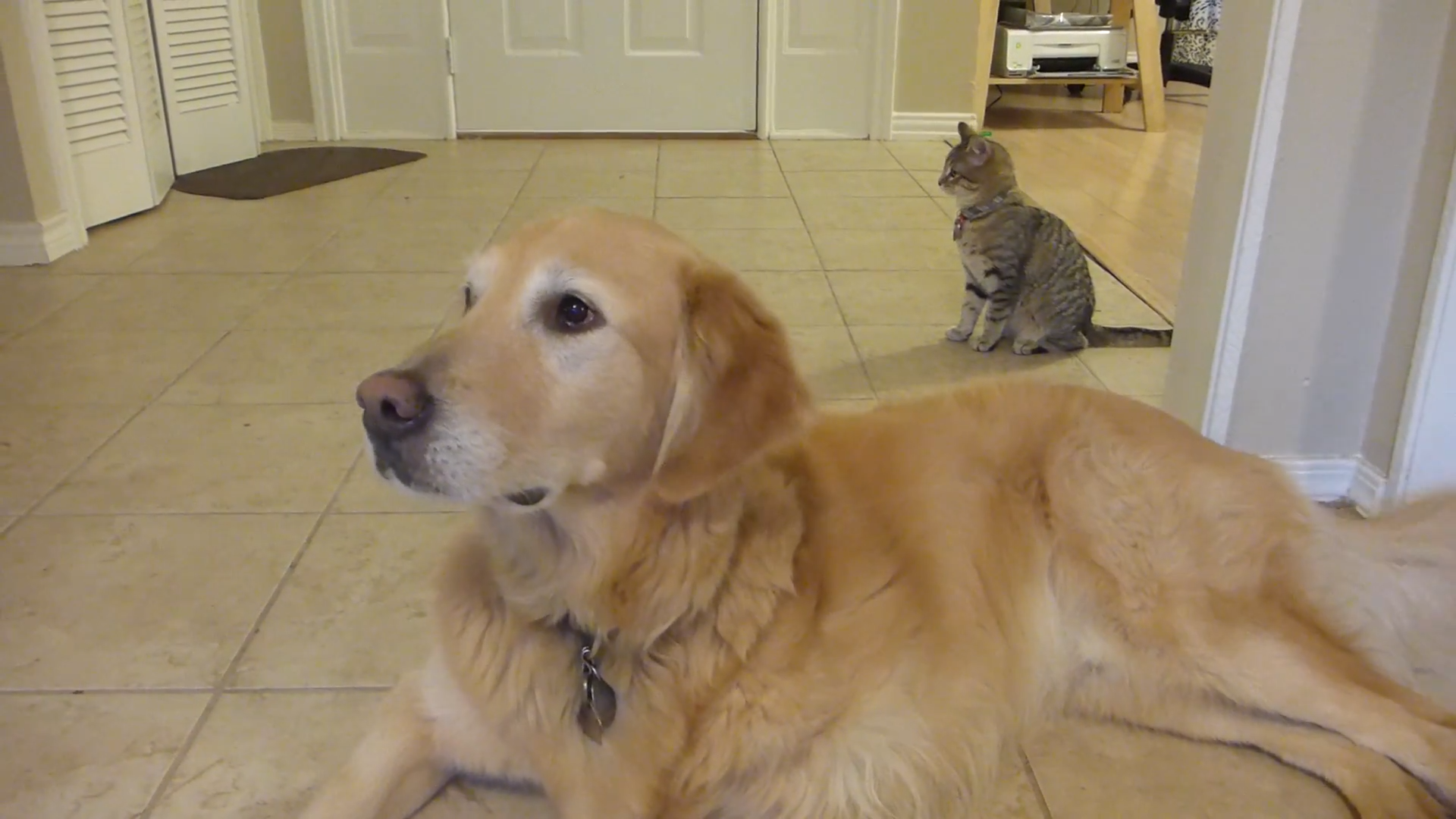 This is what will actually make your cat happy