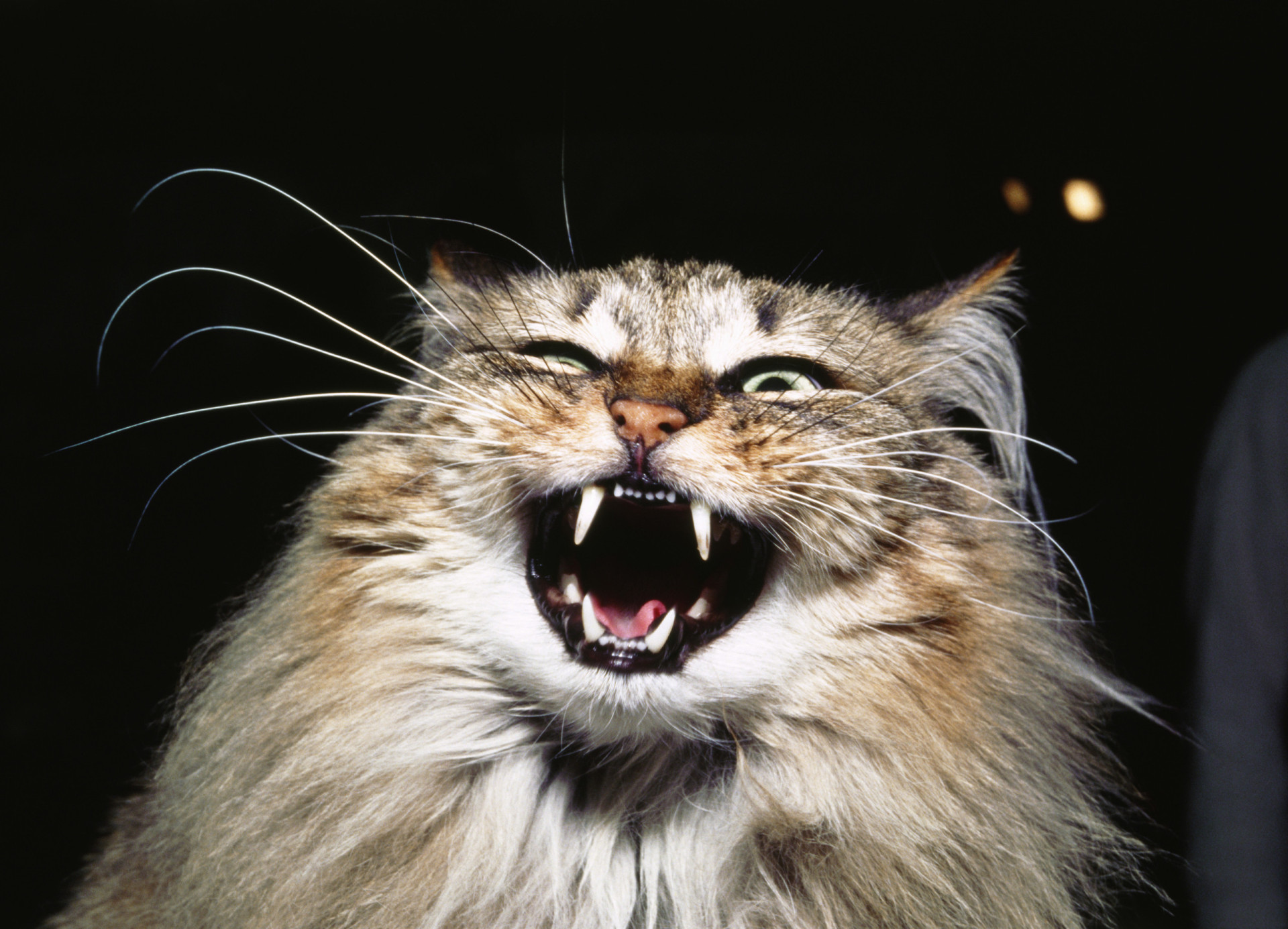 Warum fauchen Katzen, und was wollen sie damit sagen?