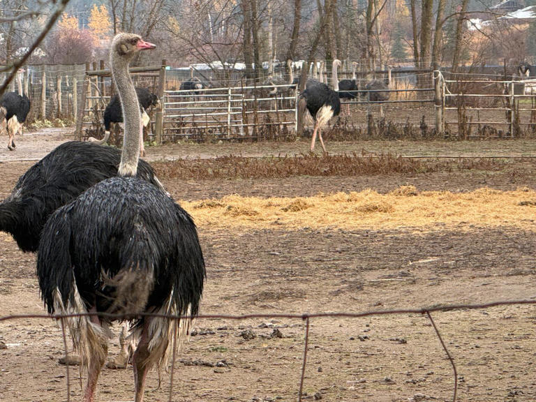Tribunal sets aside $10K fine issued to BC.'s Universal Ostrich for ...