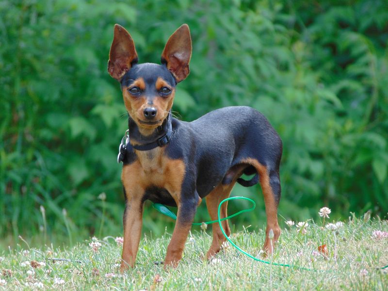 "Demand barking is learned" arguments won't quit – 12 breeds owners ...