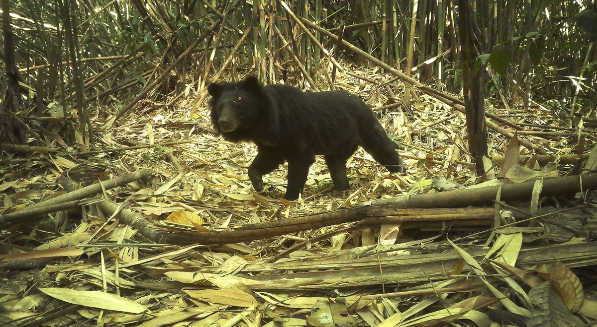 Wrestling bears and a pangolin taxi: Incredible footage reveals host of ...