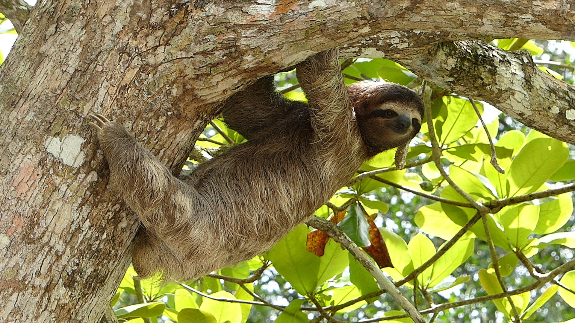 This animal is simply trying to survive, and we still struggle to ...