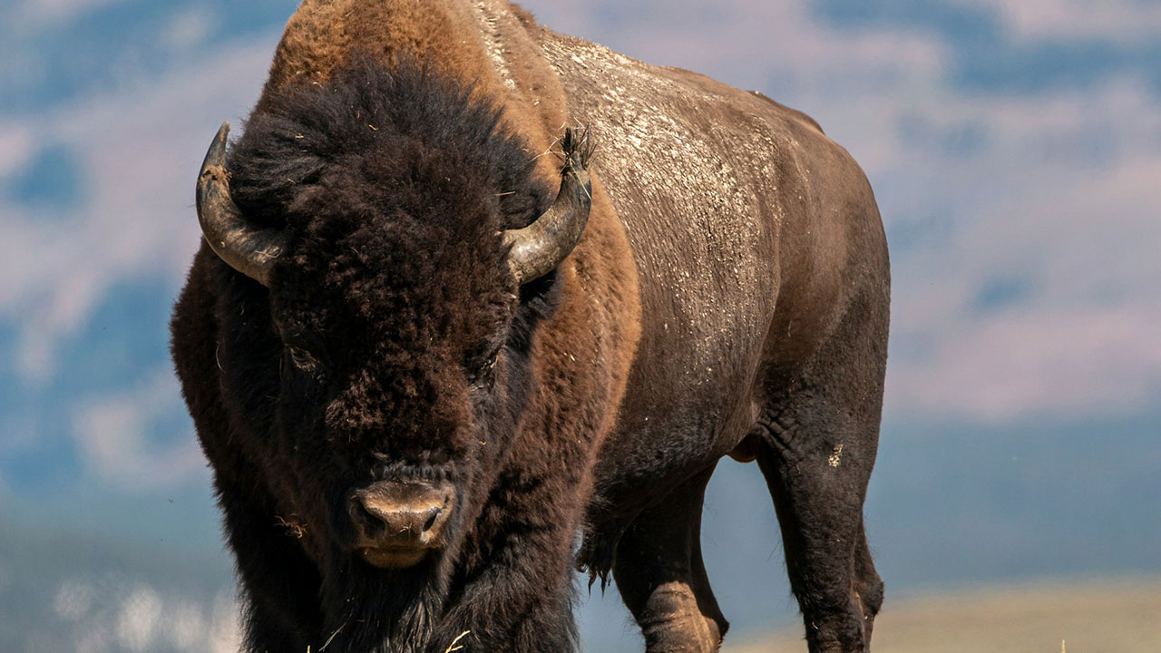15 animals that look harmless until they decide you’re too close