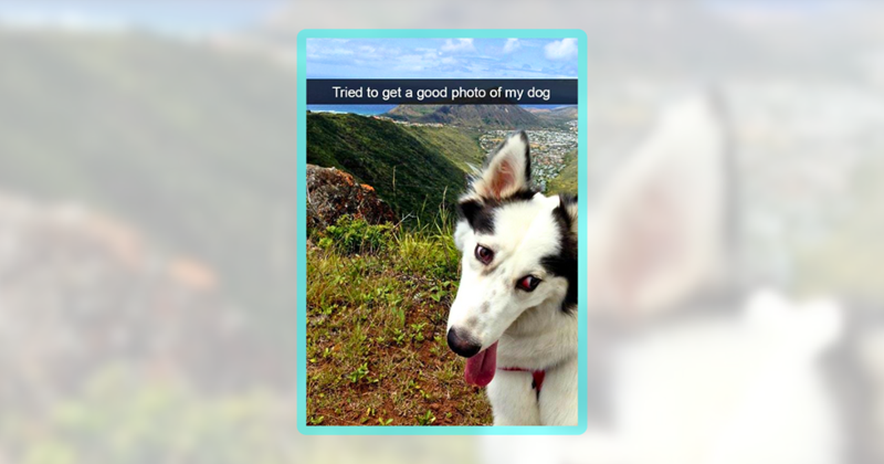 A comforting scroll of 25 dog memes packed with pure canine whimsy