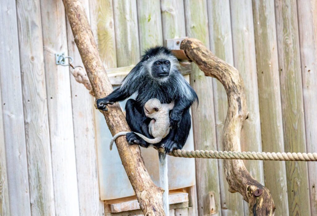 Rare and endangered white monkey has been born at a zoo