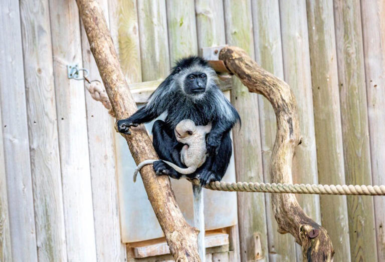 Rare and endangered white monkey has been born at a zoo