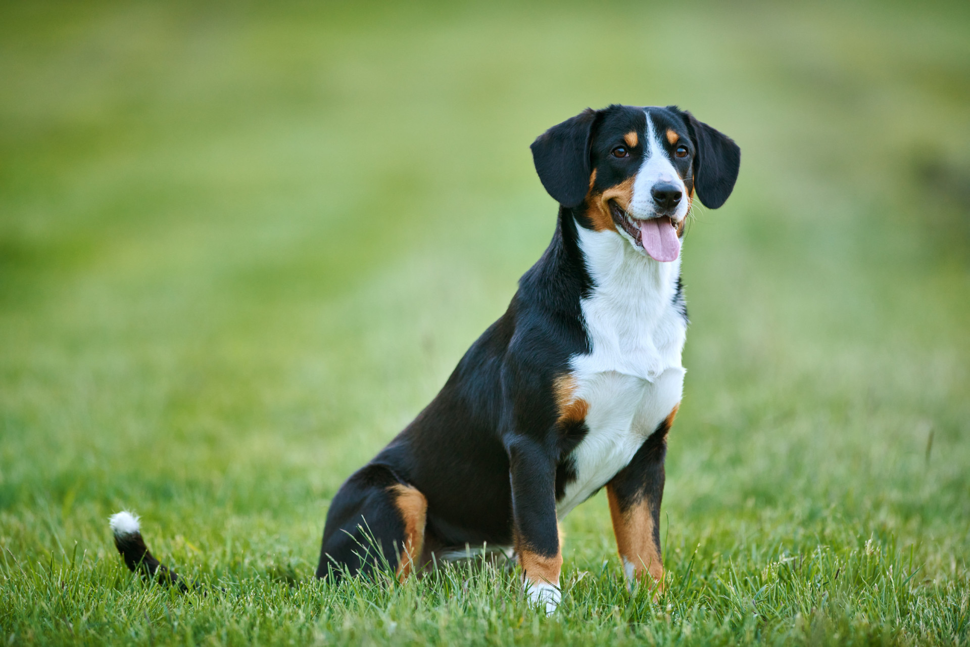 How different are these tricolor dog breeds?