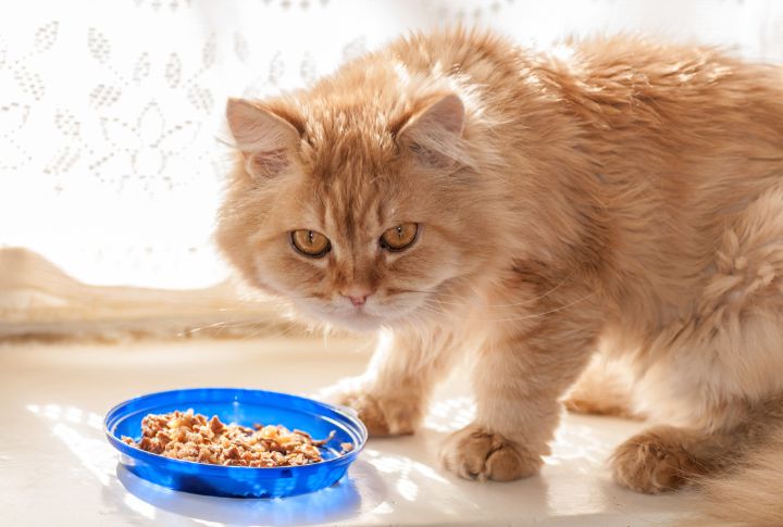 15 signs your cat might be depressed
