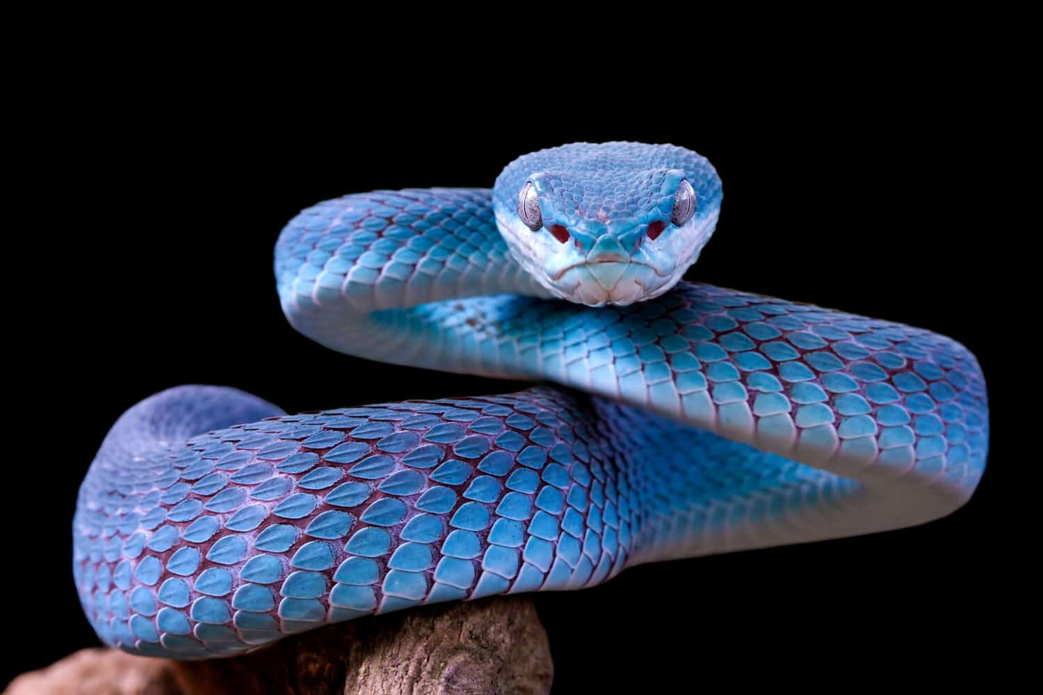 12 animals the Bible uses to represent evil
