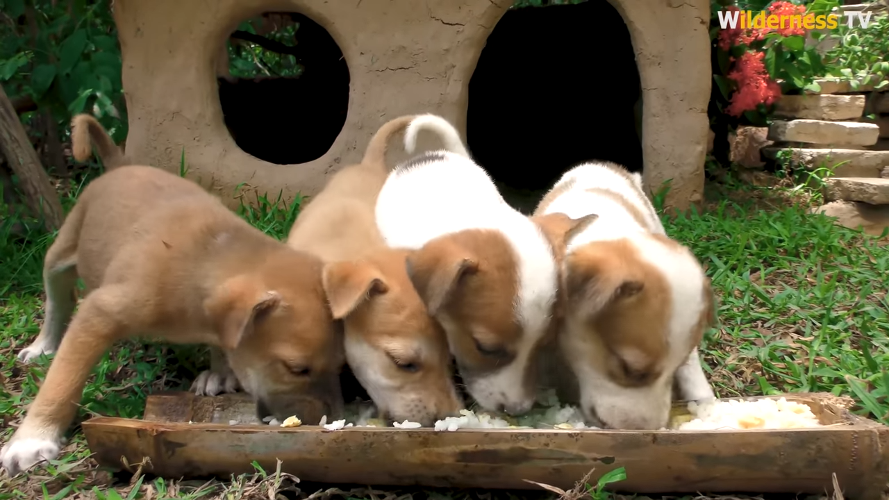 They rescued poor, hungry puppies and built a safe mud home