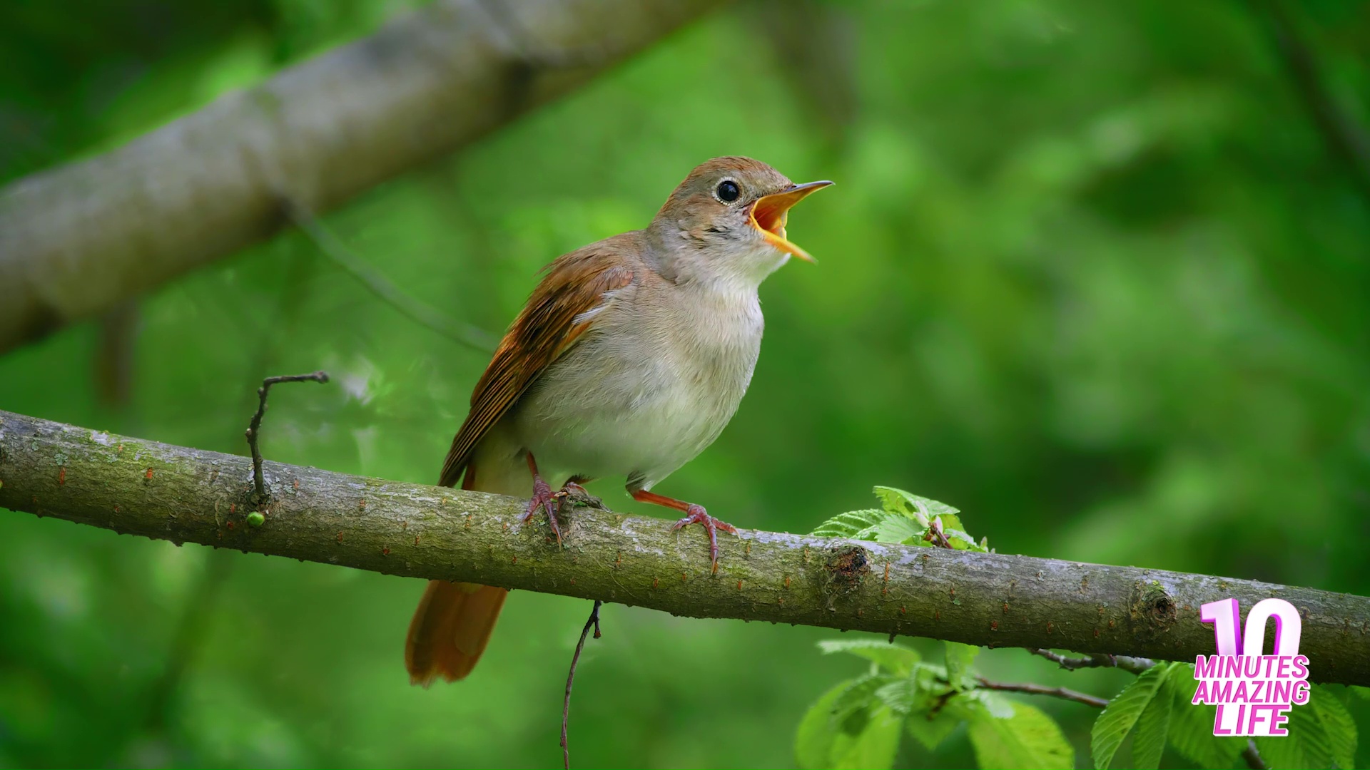 This tiny bird creates a sound that fills the forest