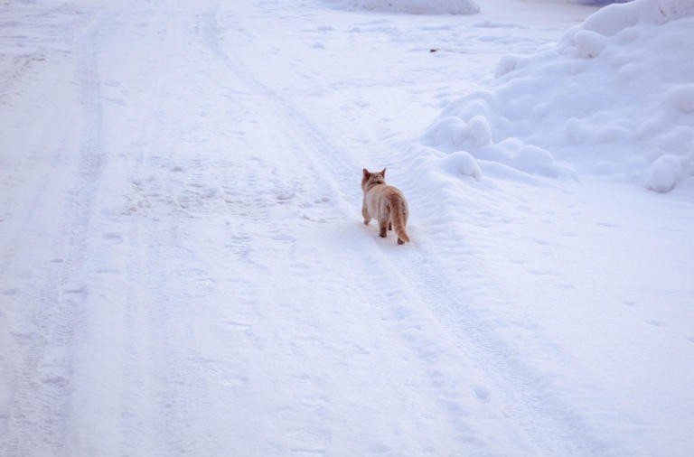 Senior munchkin cat experiences snow for the first time – it's adorable