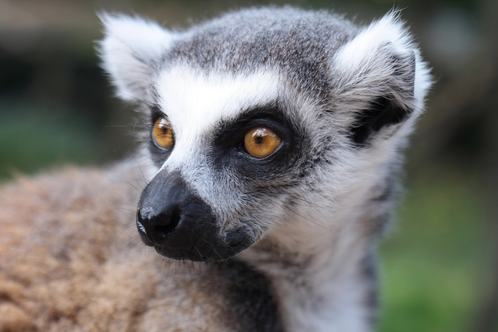 Bizarre animals you never knew existed