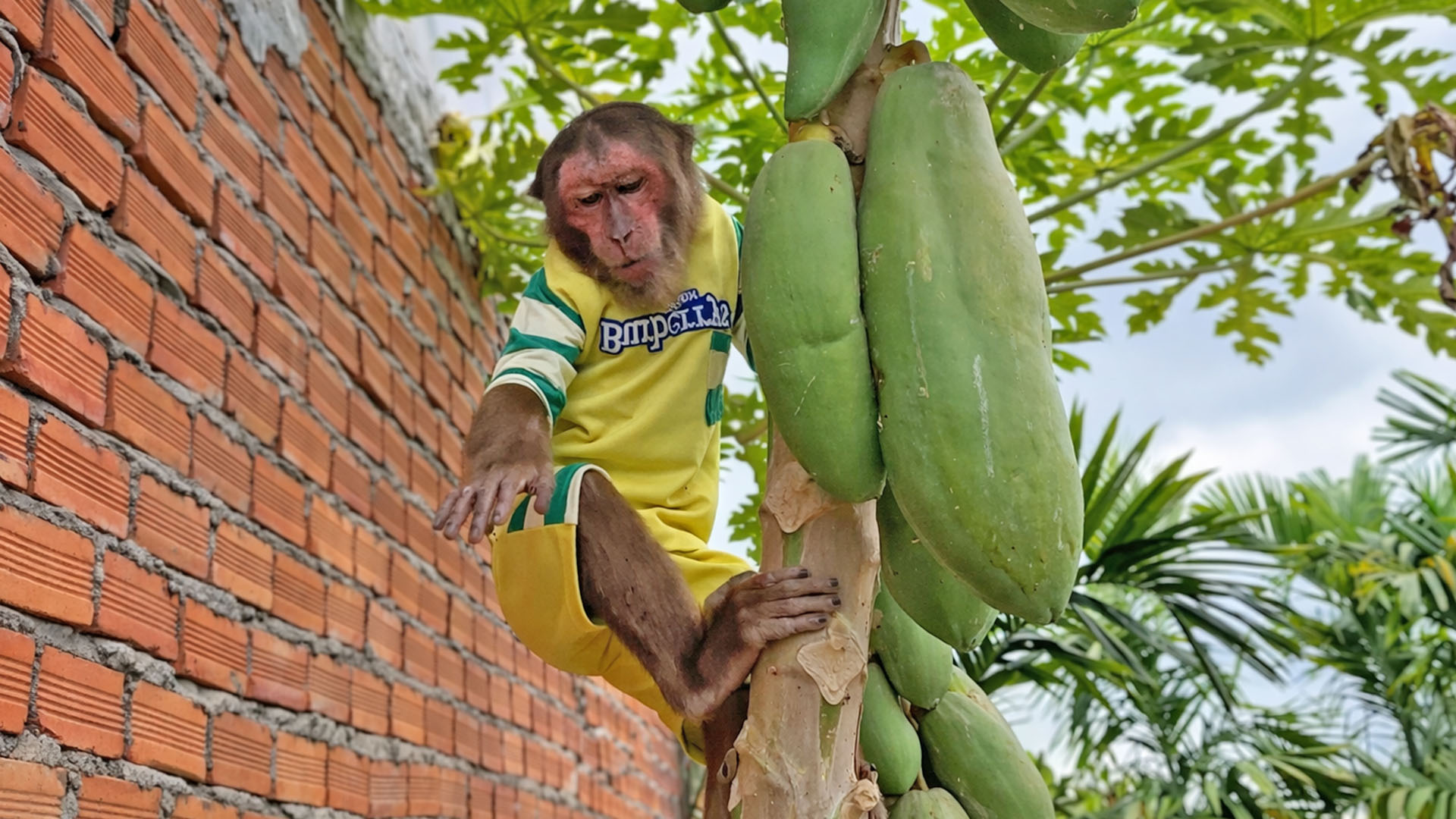 Cutis tries harvesting papayas in the garden