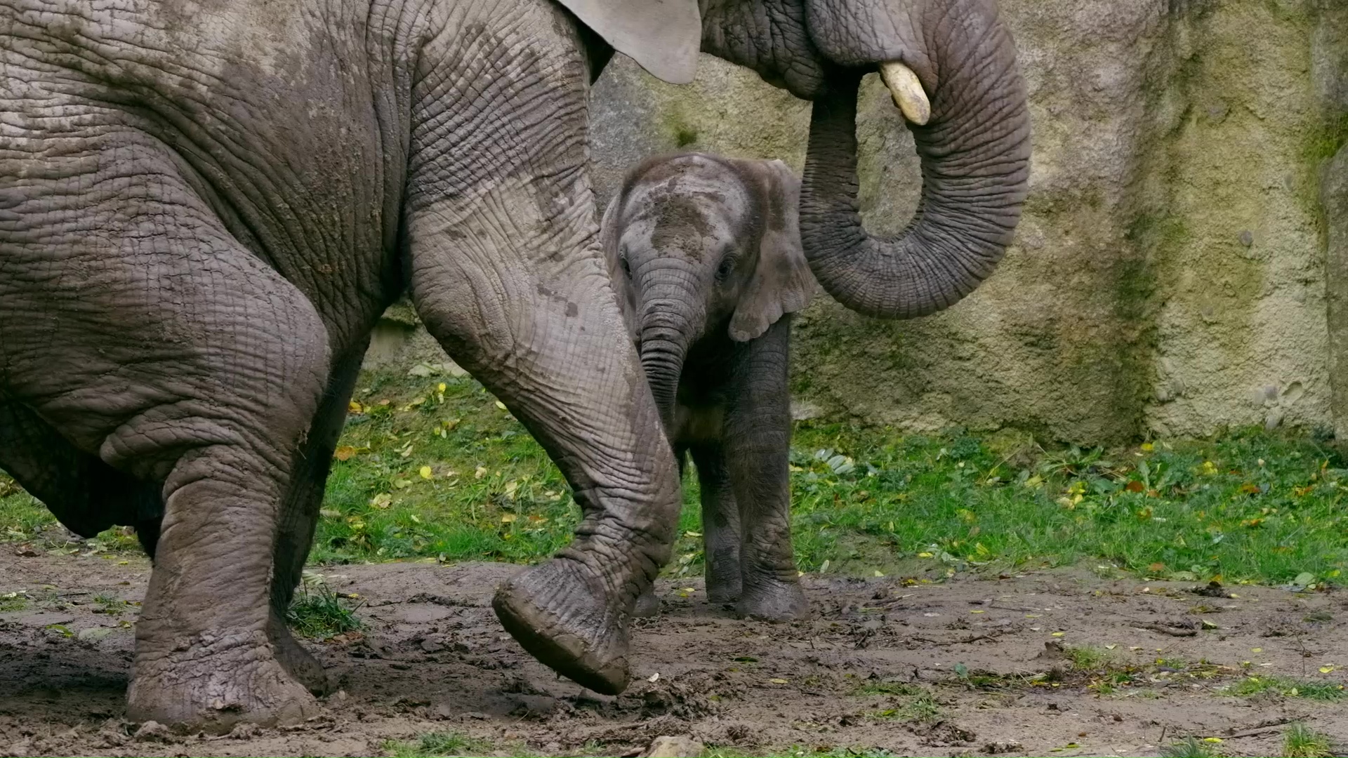 El vínculo silencioso que protege a un elefante joven