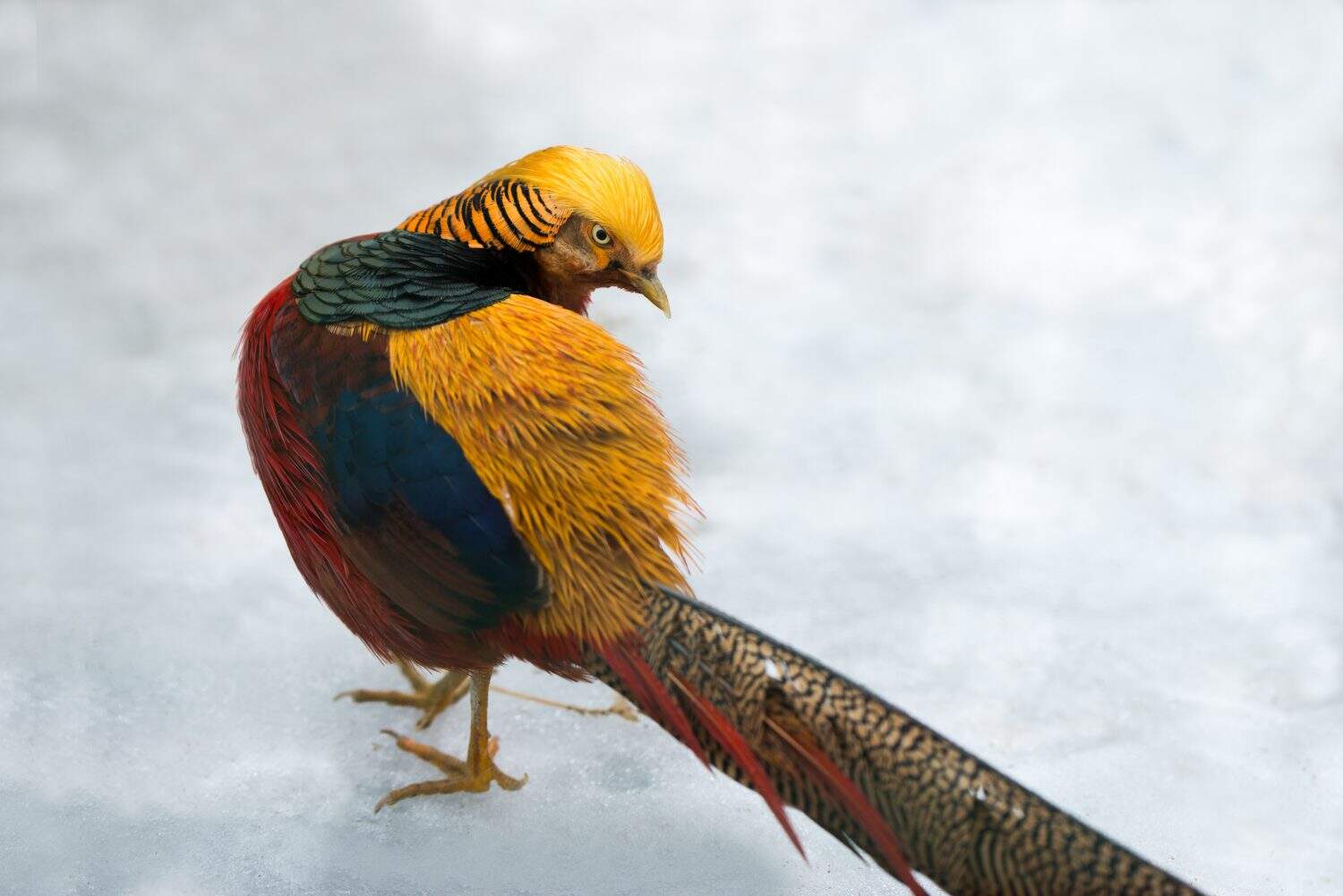 The golden pheasant has fiery and fabulous plumage