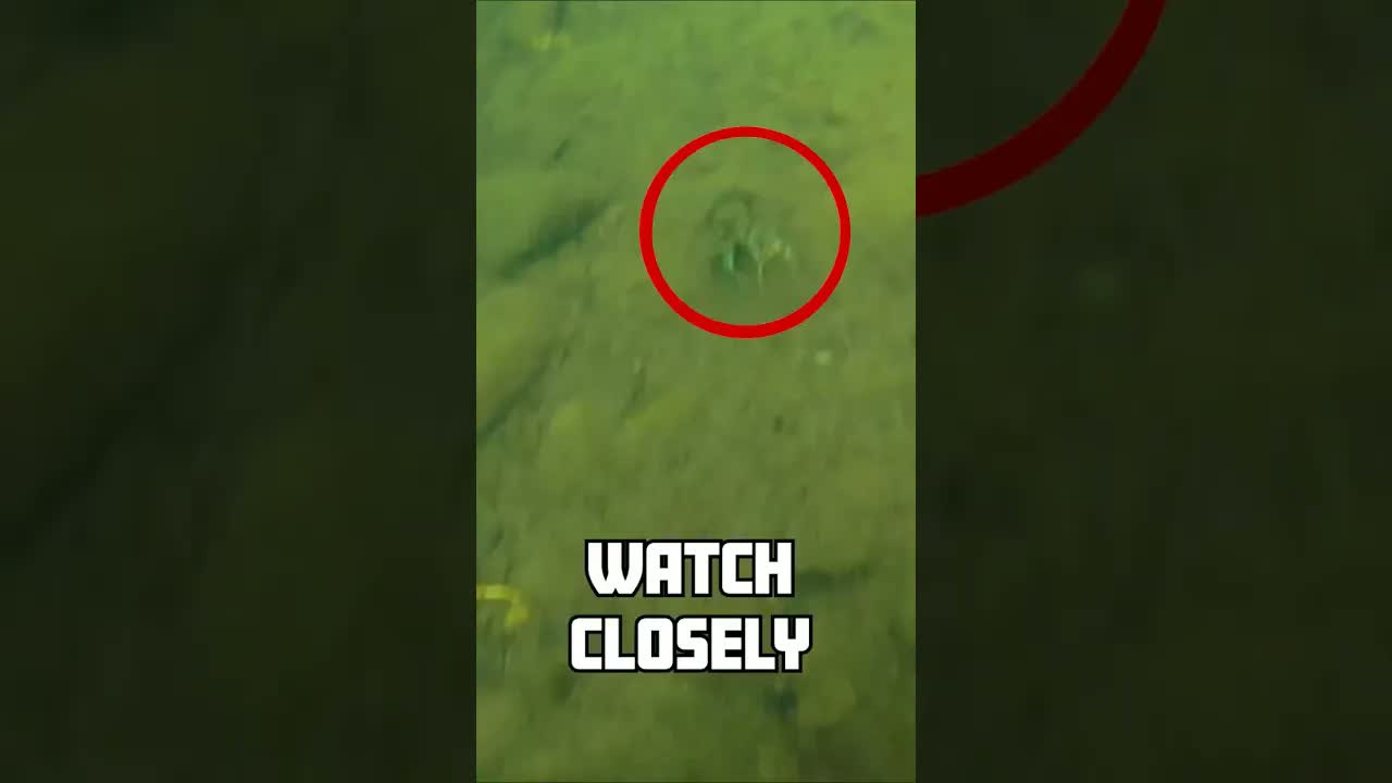 Bass attacks - but this crawfish refuses to quit