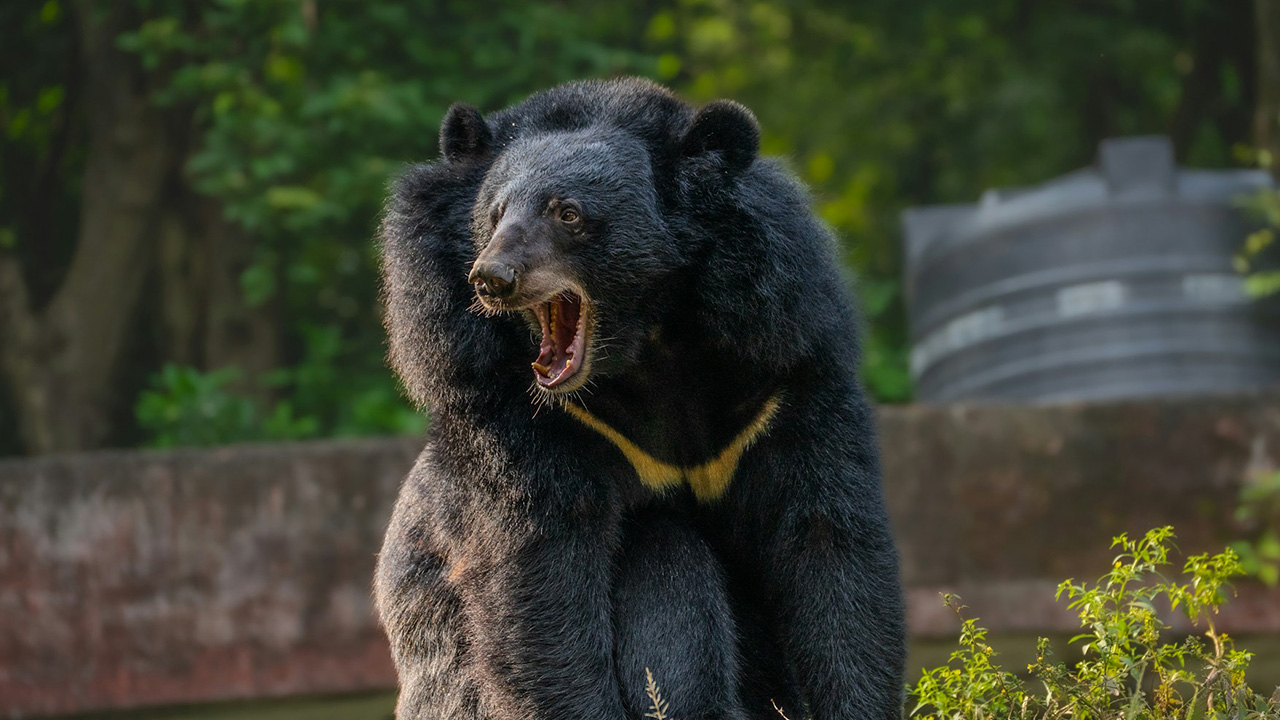 15 animals that’ll maul you before you draw your gun