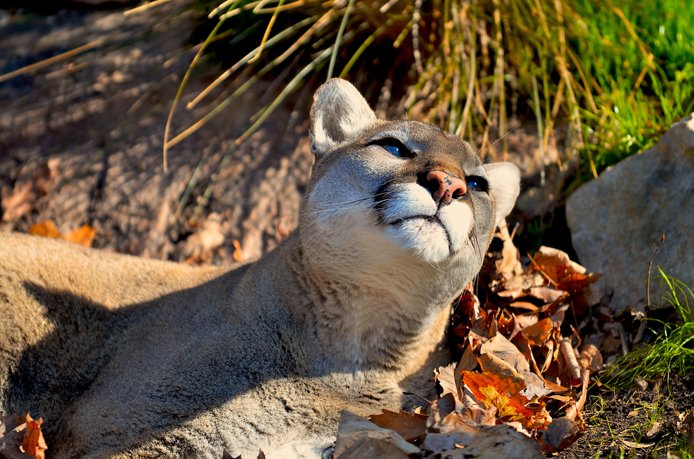 Bizarre animals you never knew existed