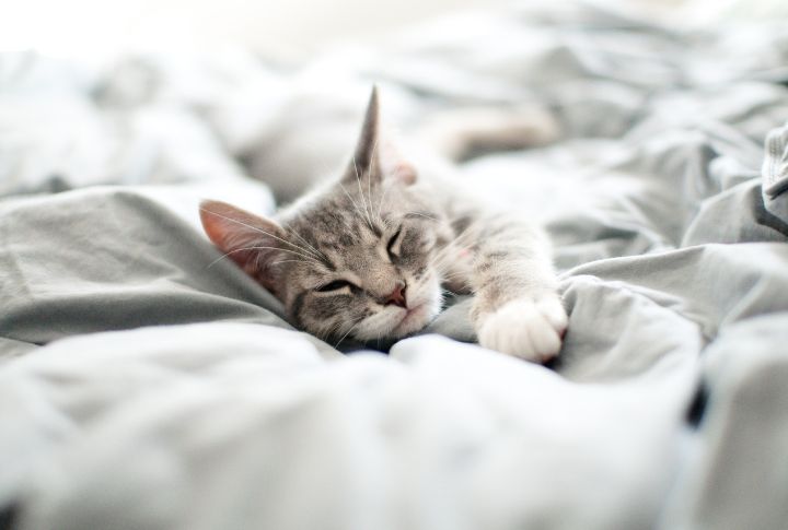 15 signs your cat might be depressed
