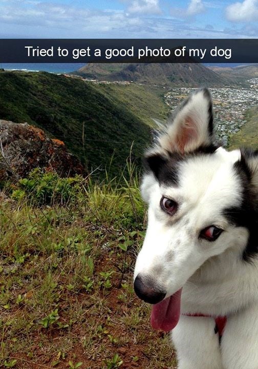 A comforting scroll of 25 dog memes packed with pure canine whimsy
