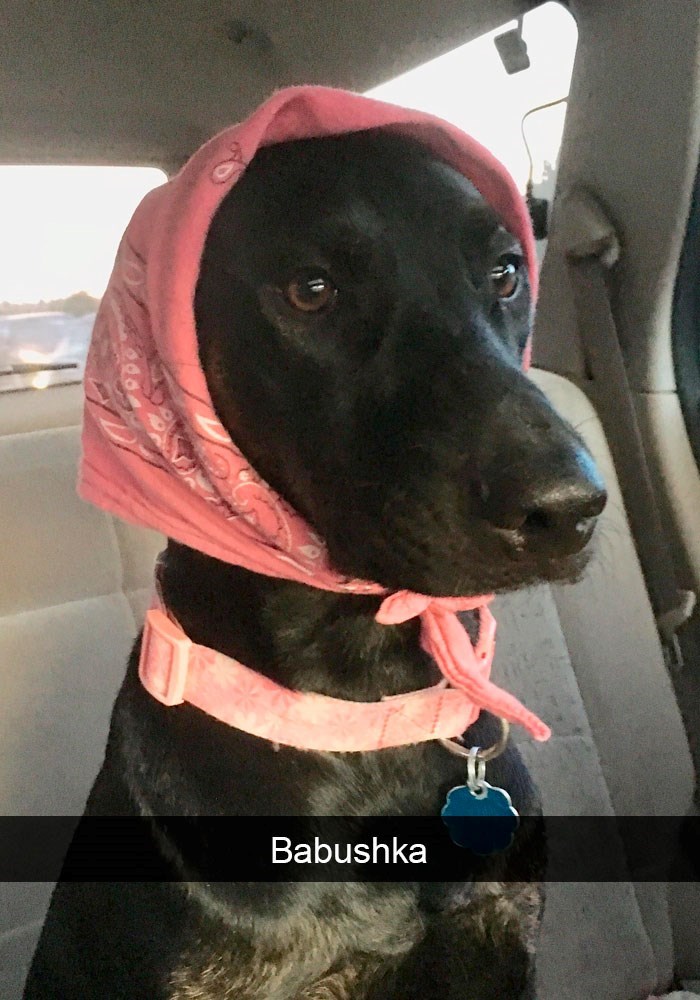 A comforting scroll of 25 dog memes packed with pure canine whimsy