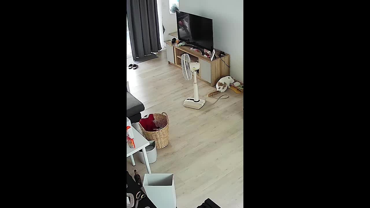 Amusing moment playful cat tries to startle owner with peek-a-boo attack