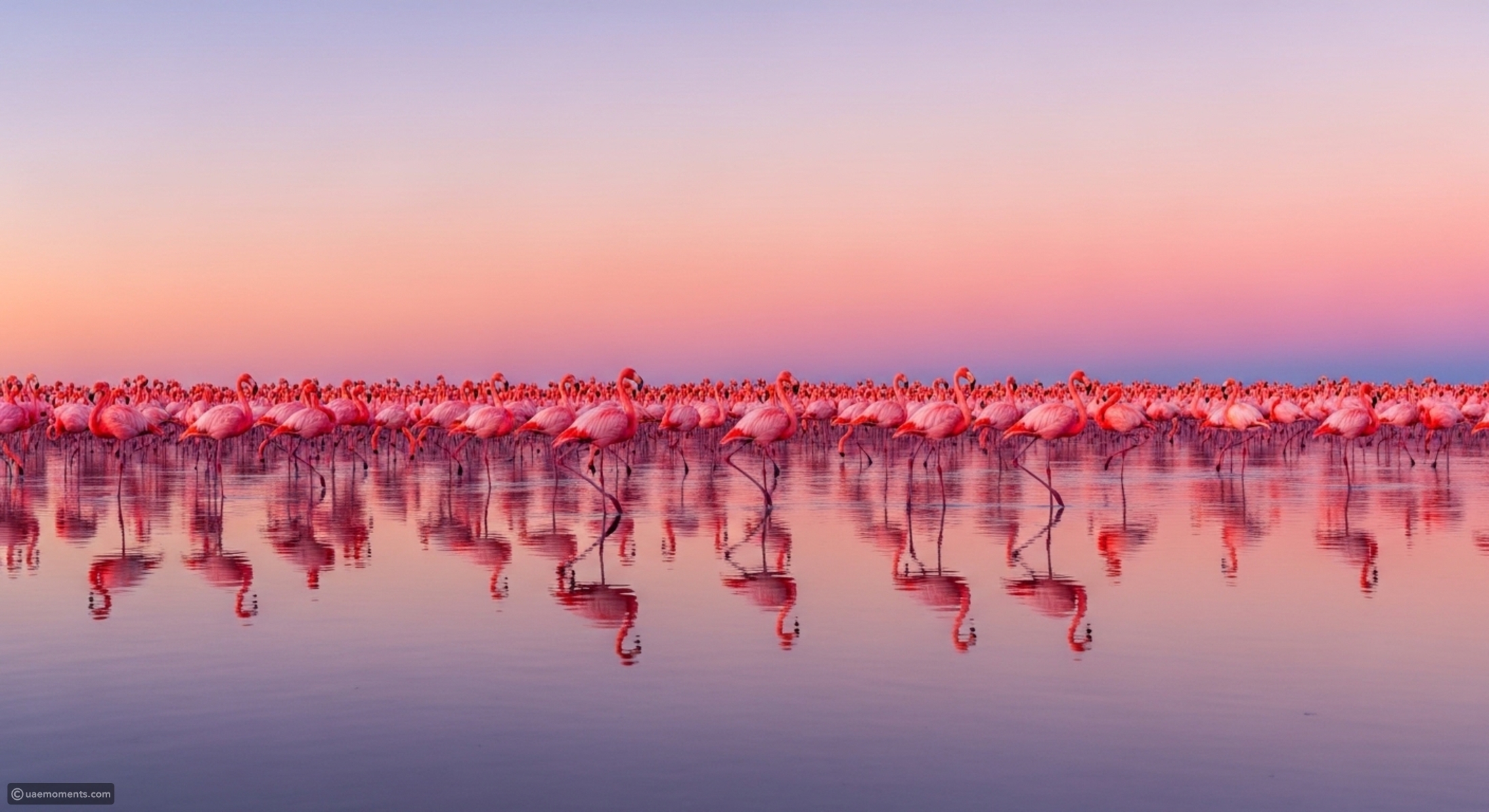 10 mind-blowing animal facts you won’t believe are true