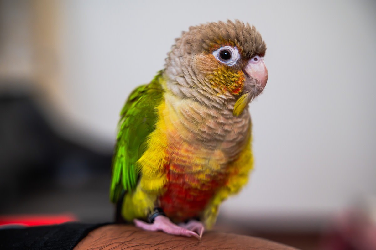 Ms. Willow the parrot taps 'like' on TikToks and makes everyone laugh