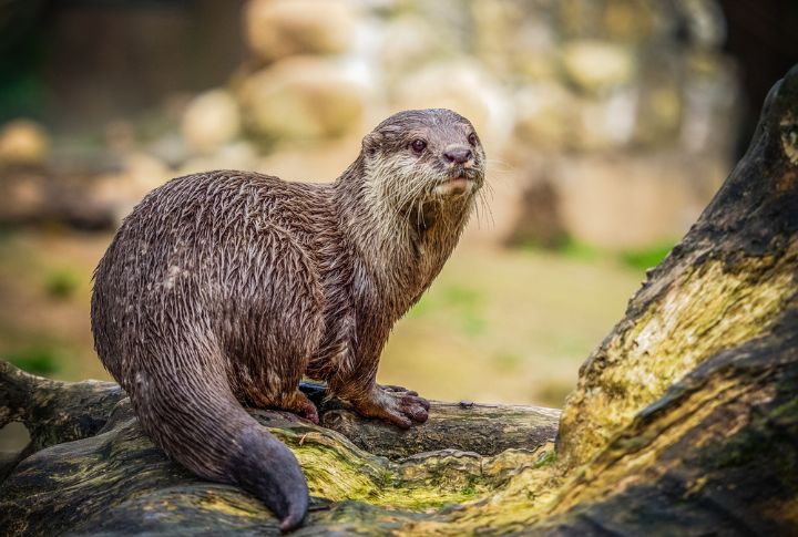 15 reasons why otters are the most delightful creatures