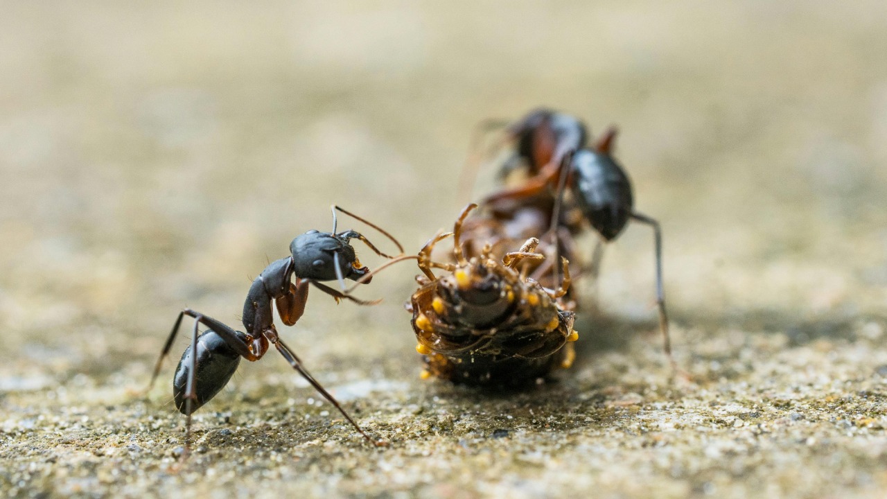 11 animals that build complex underground towns and cities