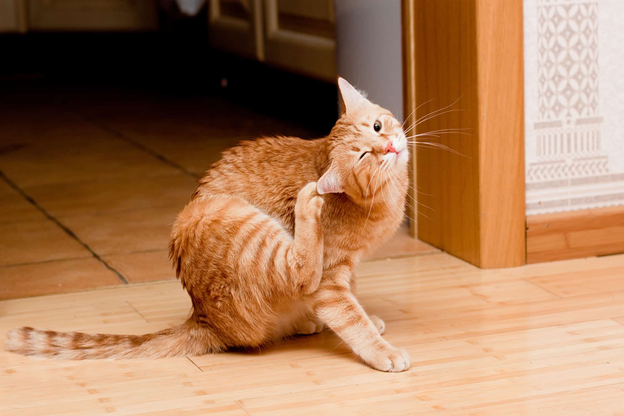 How to get rid of fleas without harsh chemicals