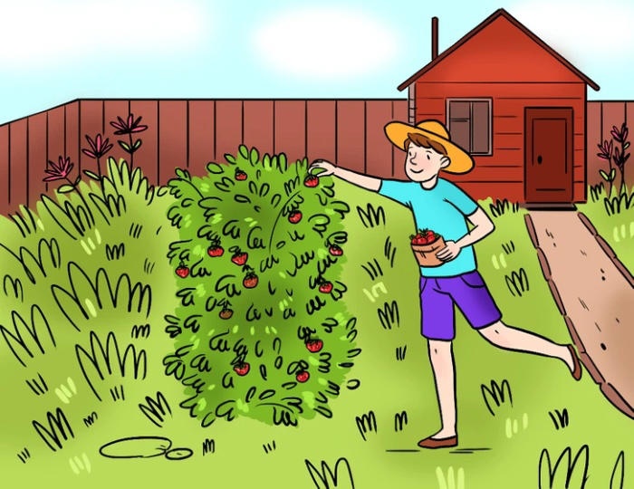 Observation test: Spot the mistake in this boy picking strawberries image