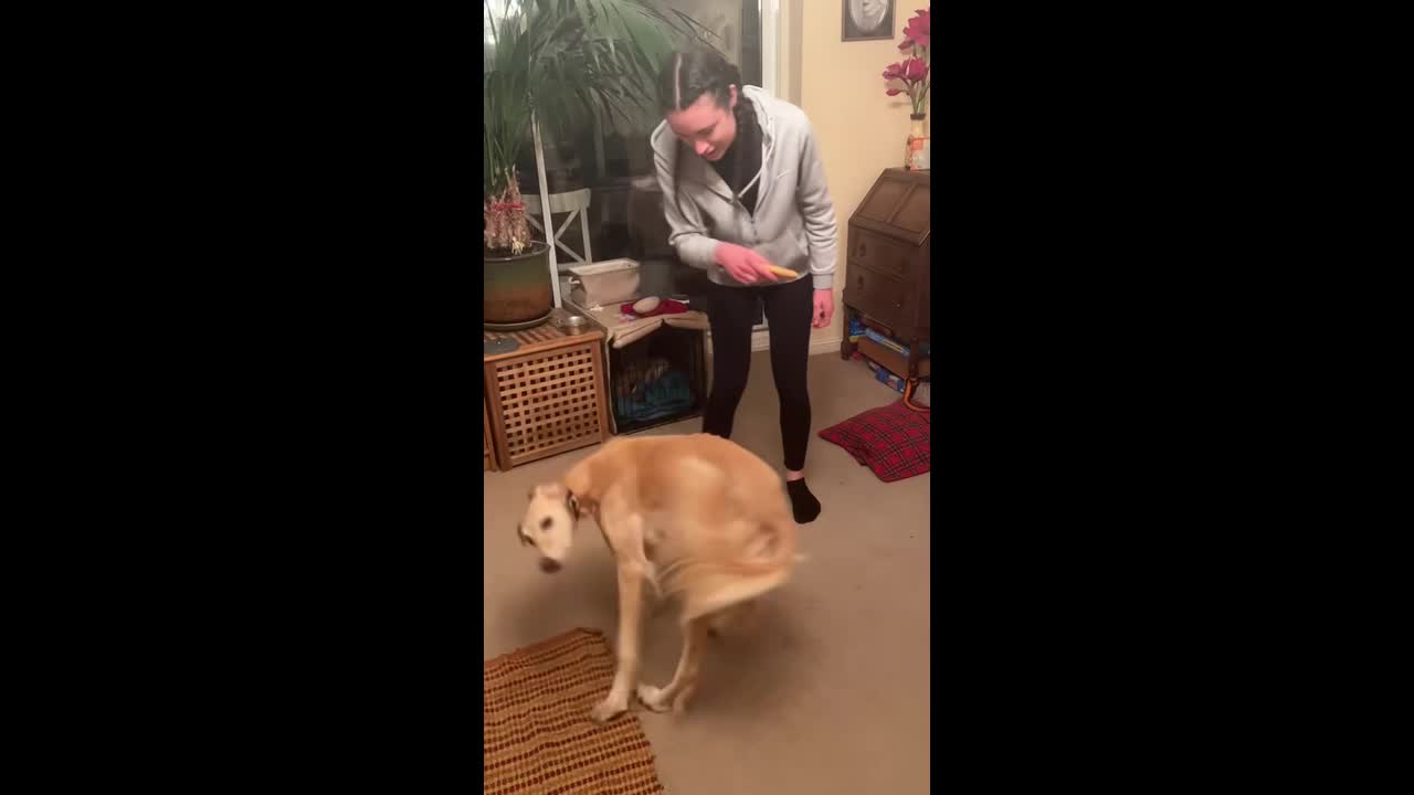 Woman showcases impressive trick routine with Saluki–Greyhound cross in ...